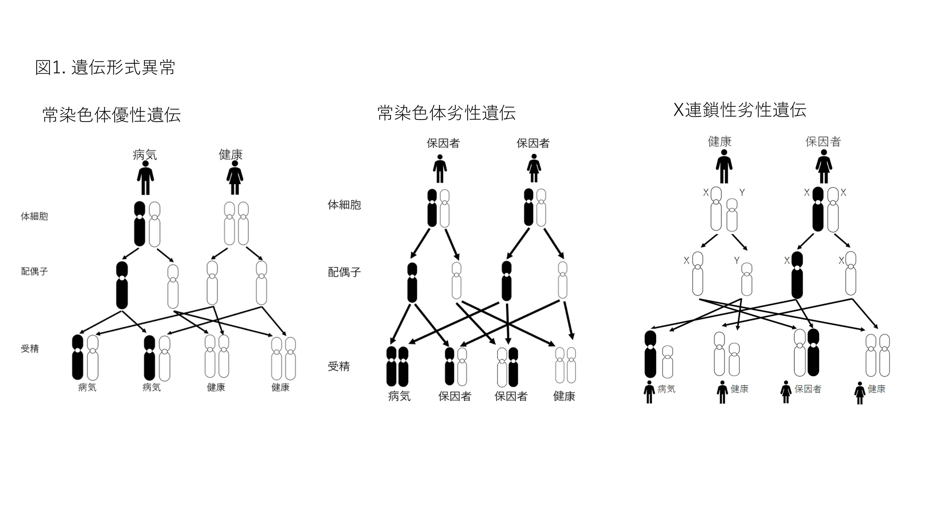 着床前診断(PGT-A、PGT-SR、PGT-M)について - セントマザー産婦人科医院